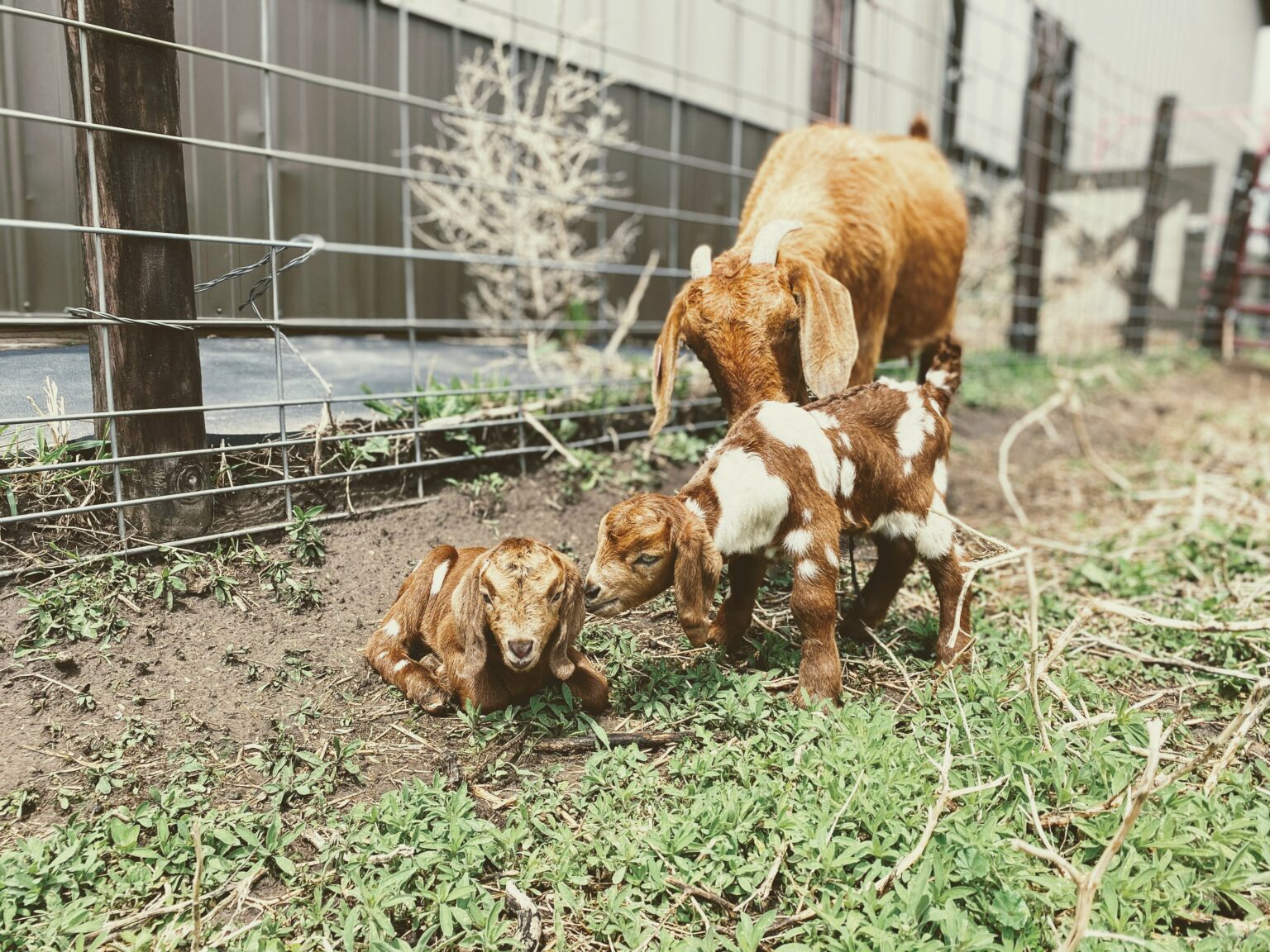 The Best Homesteading Shows on Television - Homestead Living