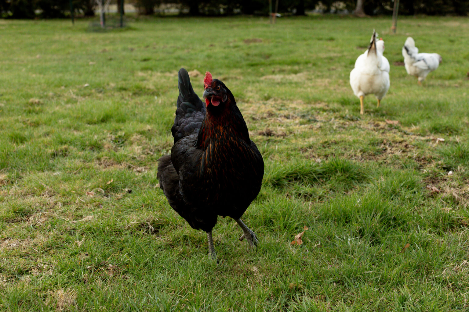 The Top 10 Homesteading Podcasts - Homestead Living