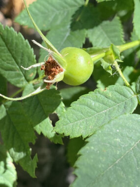 Rose Hips for Vitamin C: Best Varieties and How to Grow Them
