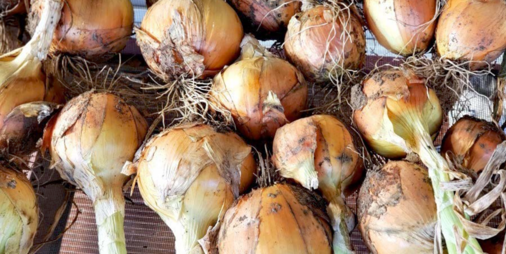 Easy Old-Fashioned Ways to Preserve the Harvest - Homestead Living Easy Old-Fashioned Ways to Preserve the Harvest - Homestead Living