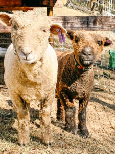 Understanding Heritage Sheep - Homestead Living