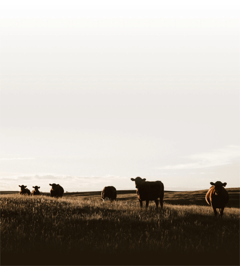 Homestead Living - At the forefront of the modern homesteading movement