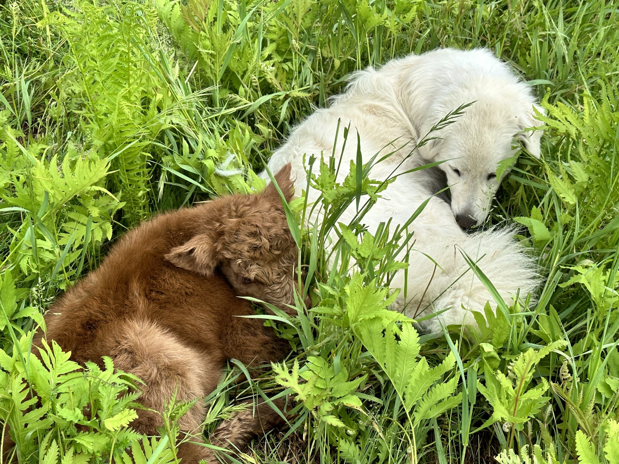 Training Your LGD to be the Ultimate Coworker - Homestead Living