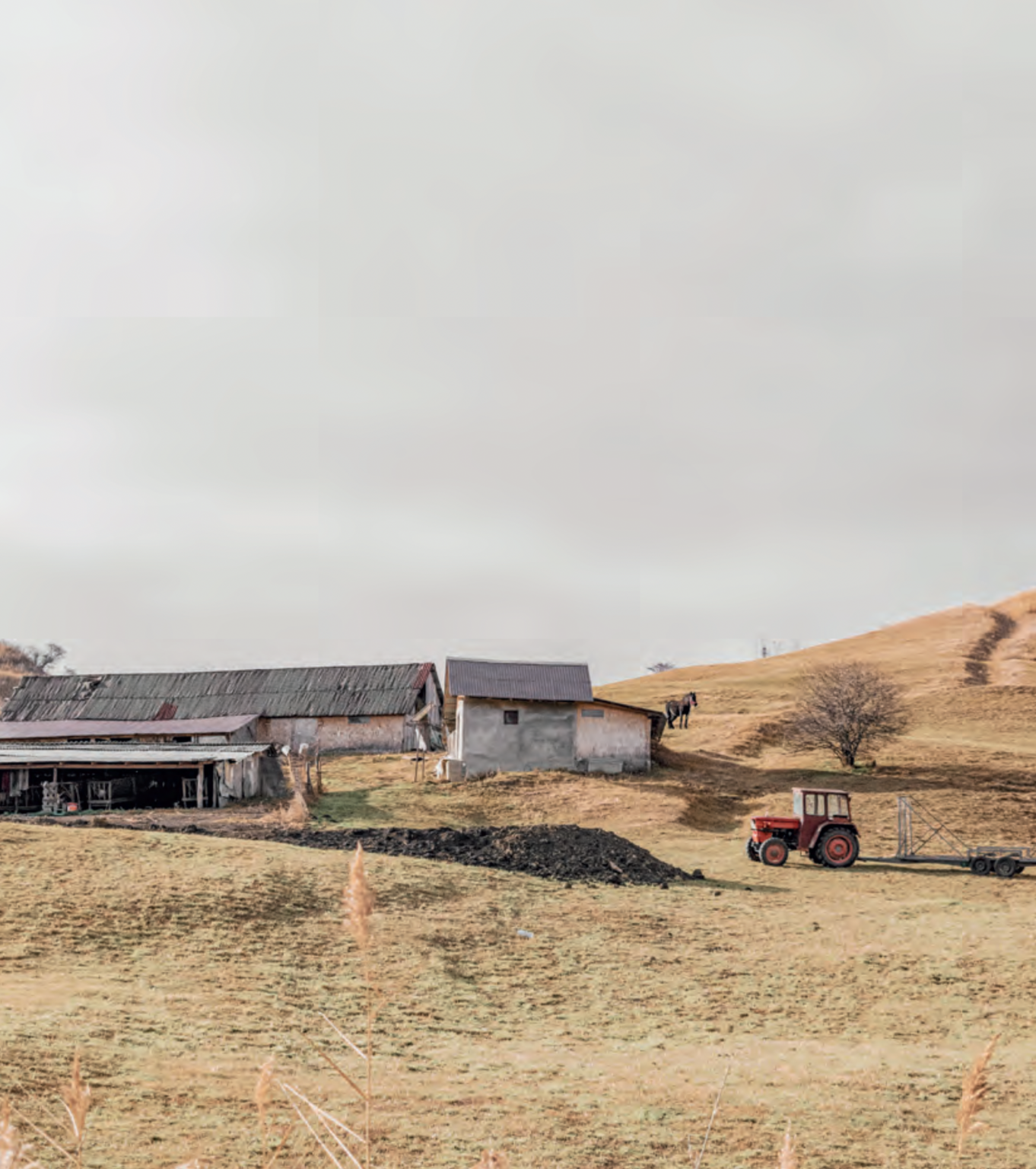 Law of the Land - Homestead Living