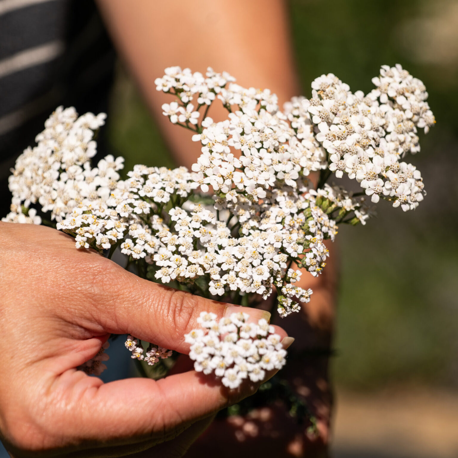 First Aid Foraging - Homestead Living