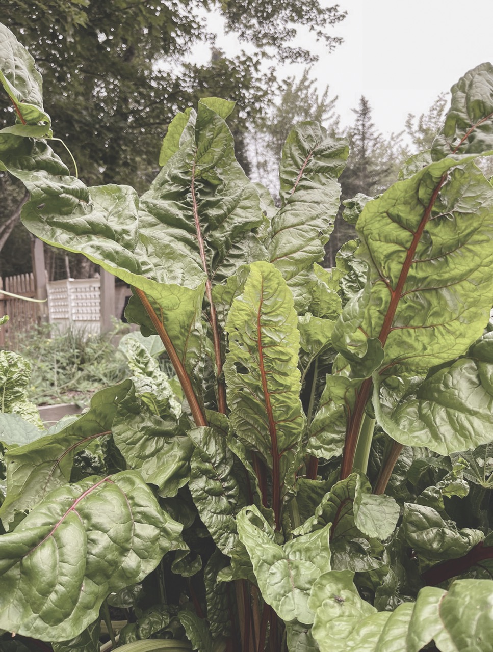 Hügelkultur Guide: How to Build and Plant Raised Wood Beds