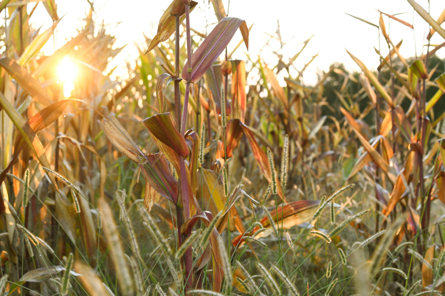 The Coop Ep. #04: Honey, Herbs, and a Healthy YOU, with Kaylee ...