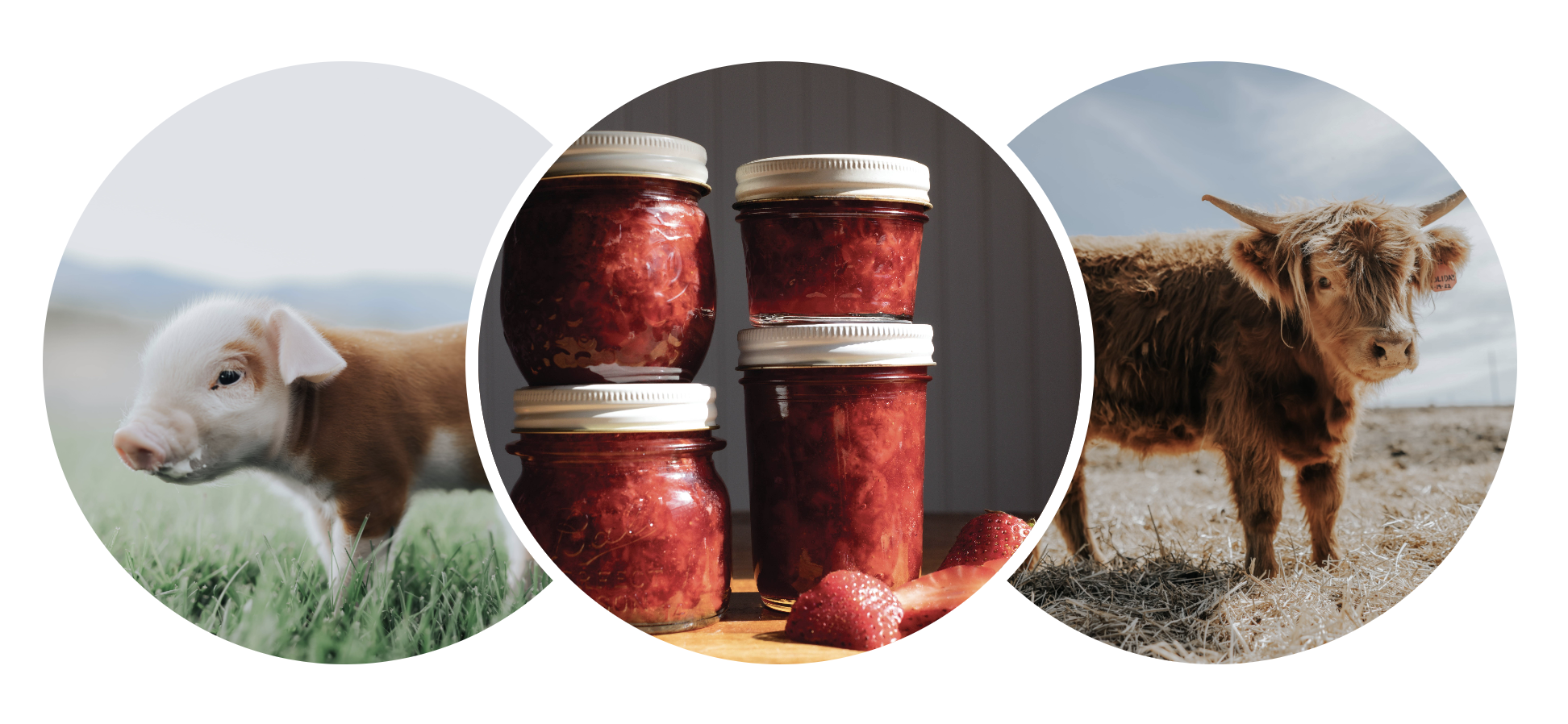 Homestead Weekly Newsletter + Old Fashioned Jam Making Masterclass ...