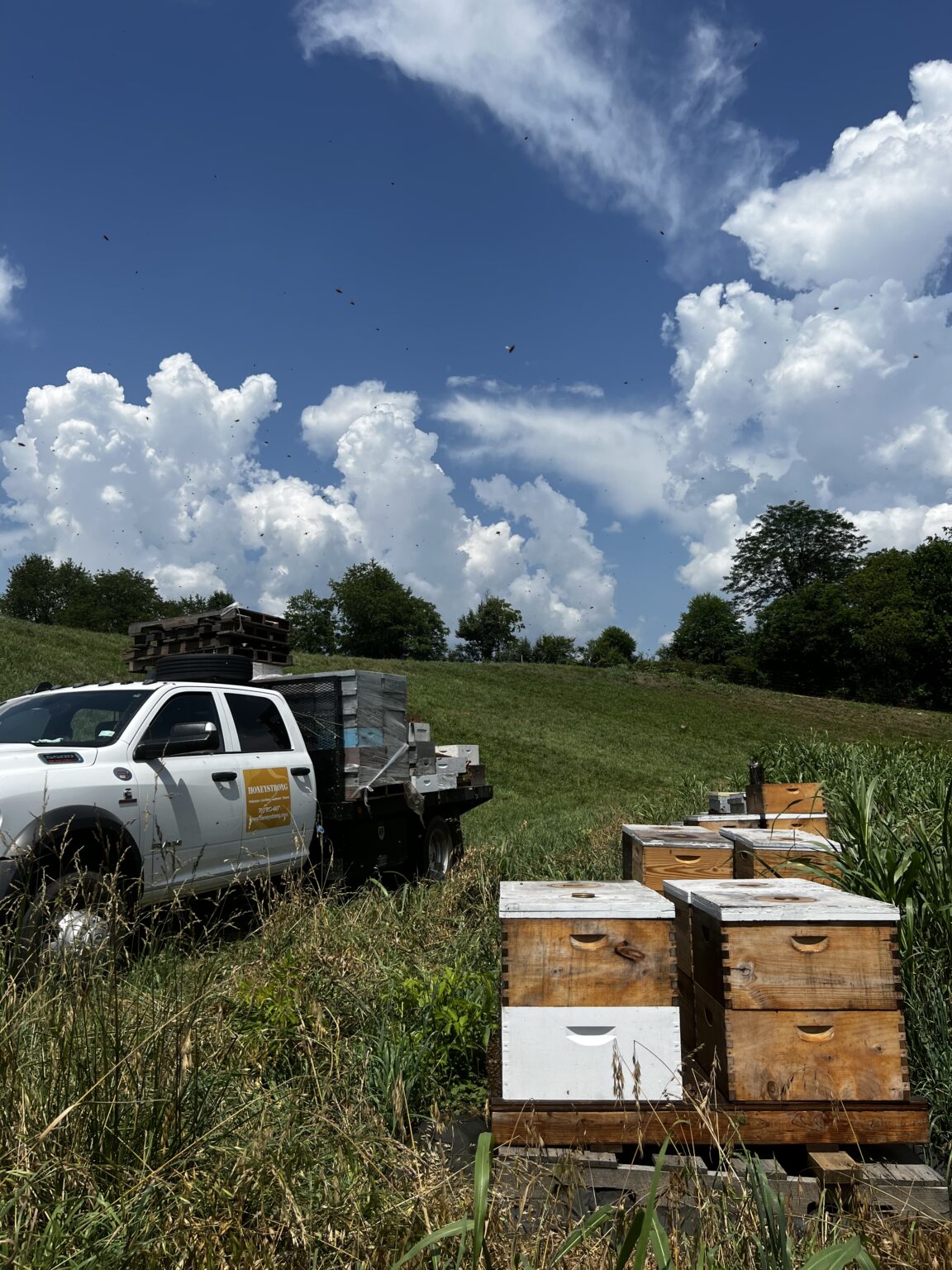 The Business of Bees - Homestead Living