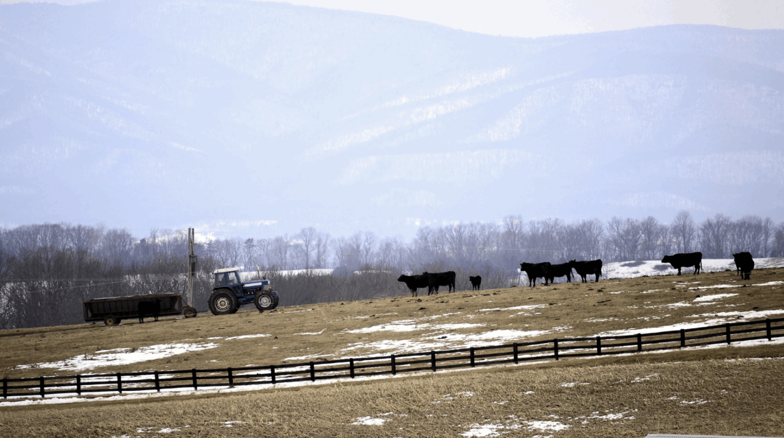 Stockpiling Forage: How to Reduce Hay Costs & Extend Winter Grazing