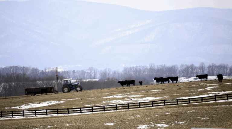 Stockpiling Forage: How to Reduce Hay Costs & Extend Winter Grazing