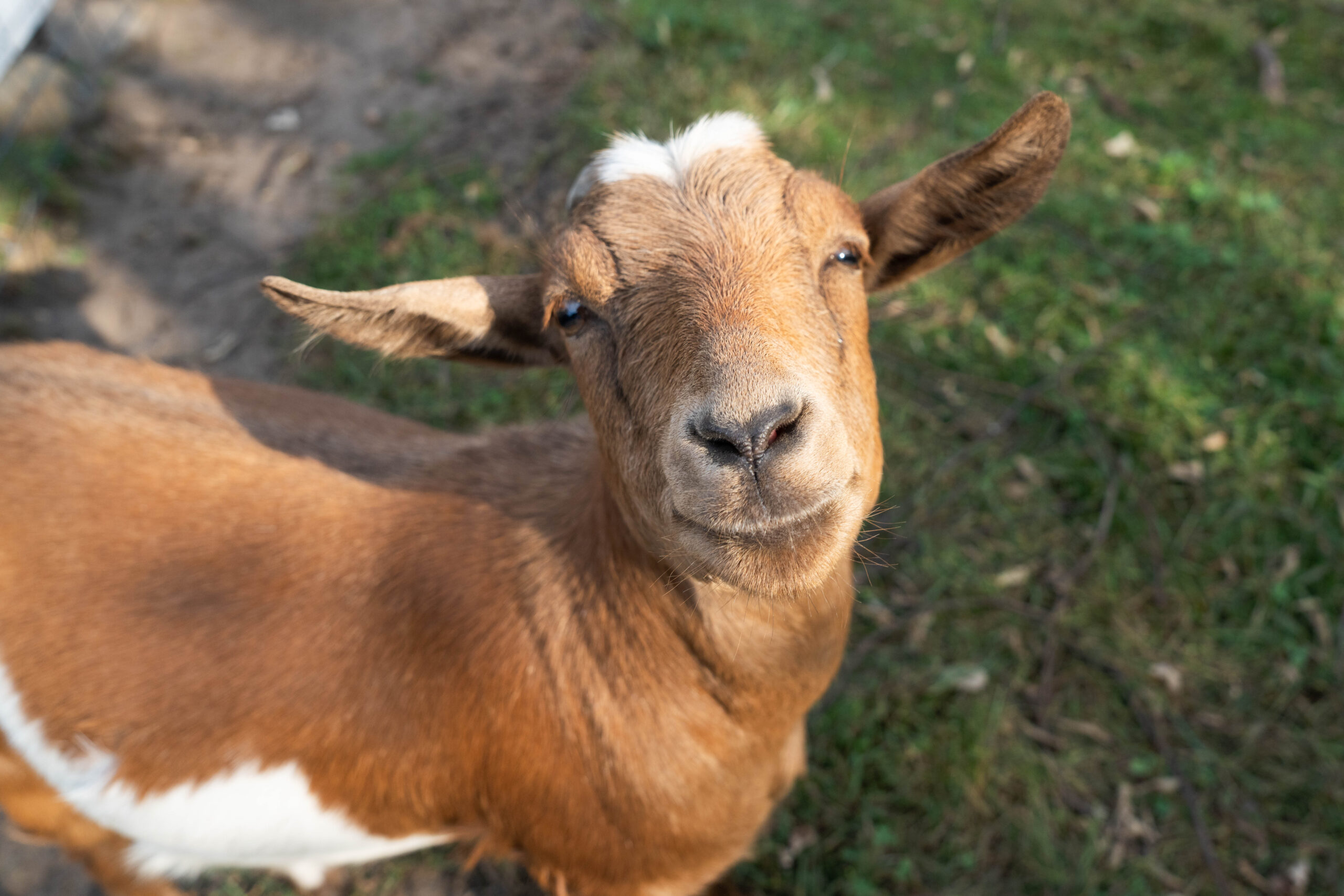 When Animals Escape - Homestead Living