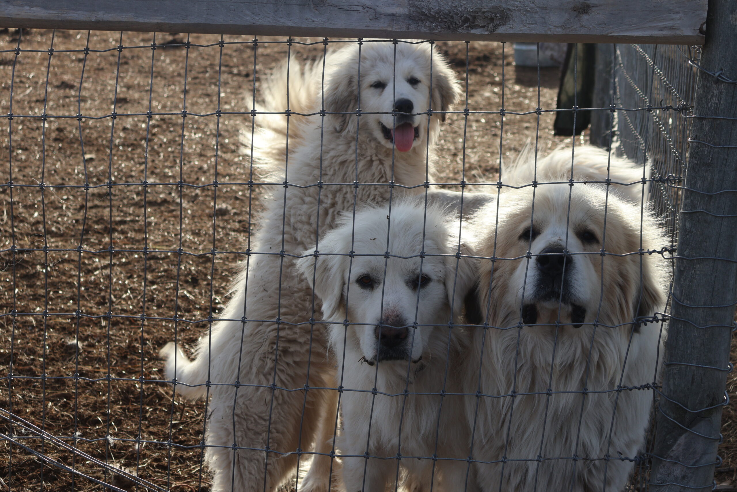 All About Farm Dogs - Homestead Living