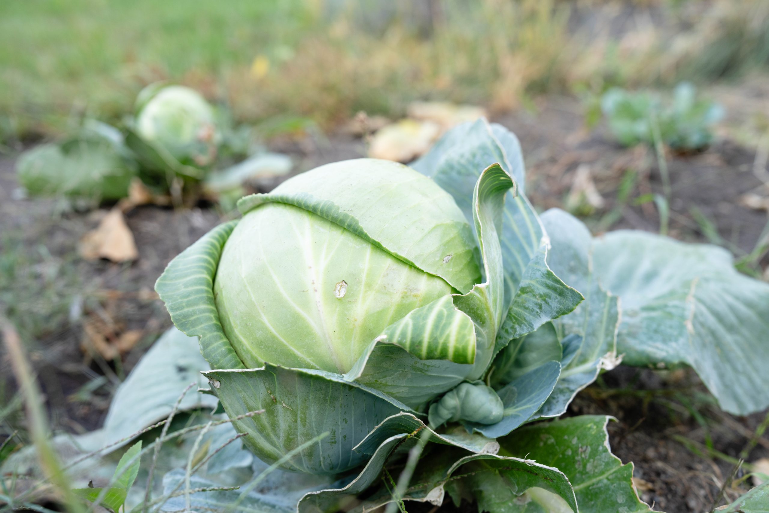 Succession Planting for a Fall Garden - Homestead Living